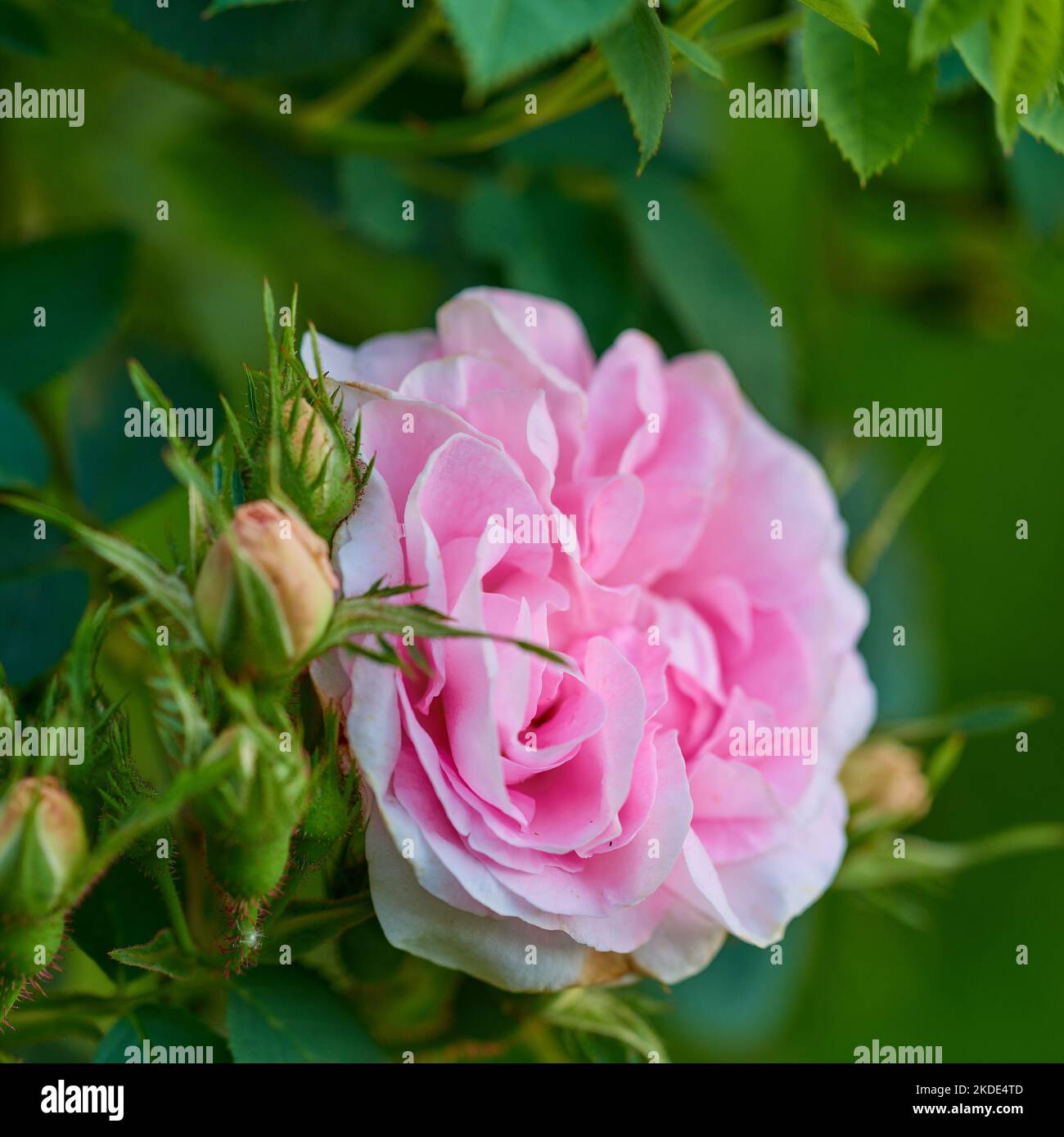 The rose in the garden. A photo of a beautiful pink rose in the garden ...