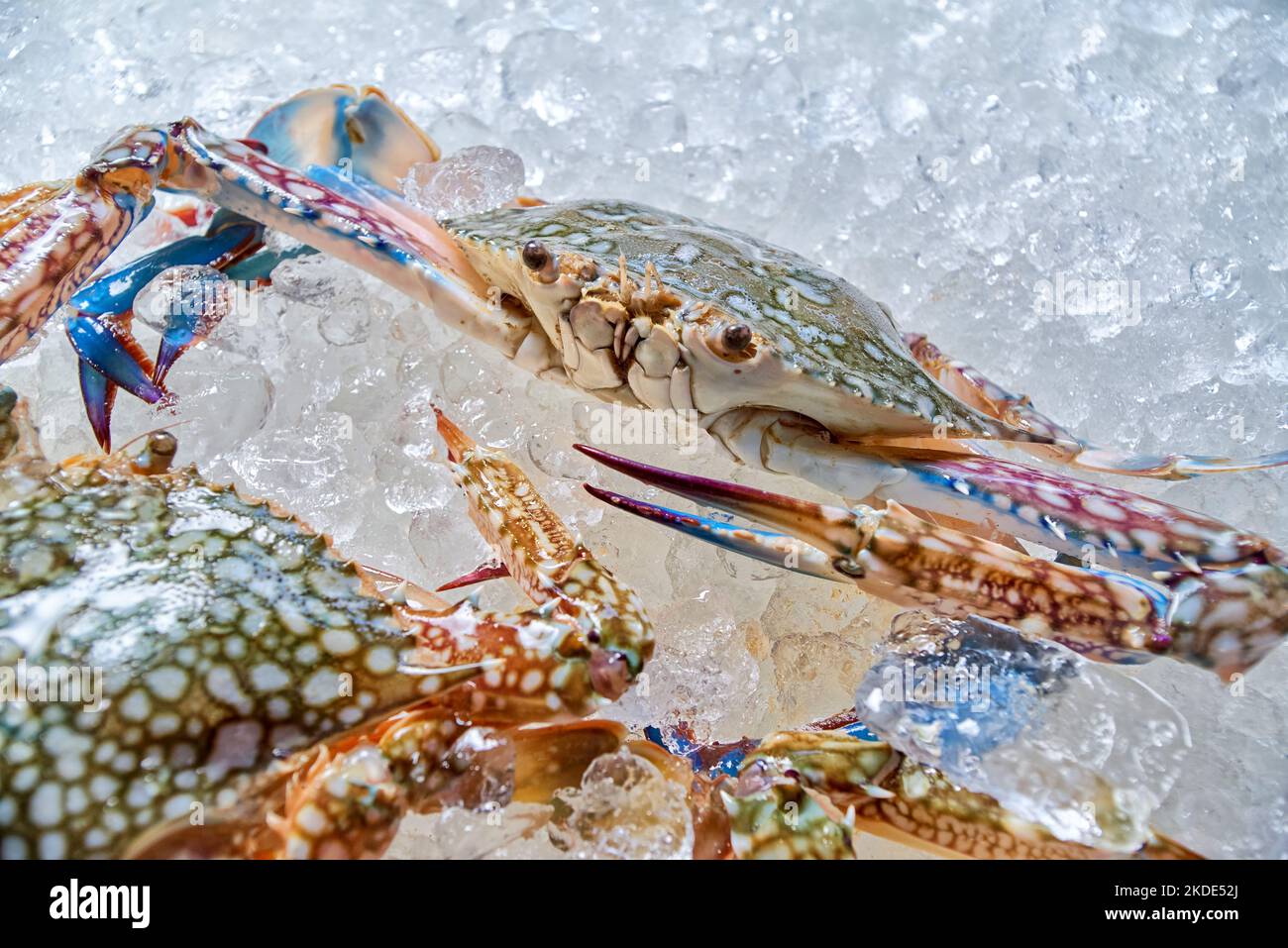 Colorful blue crabs on the ice in the market Stock Photo - Alamy