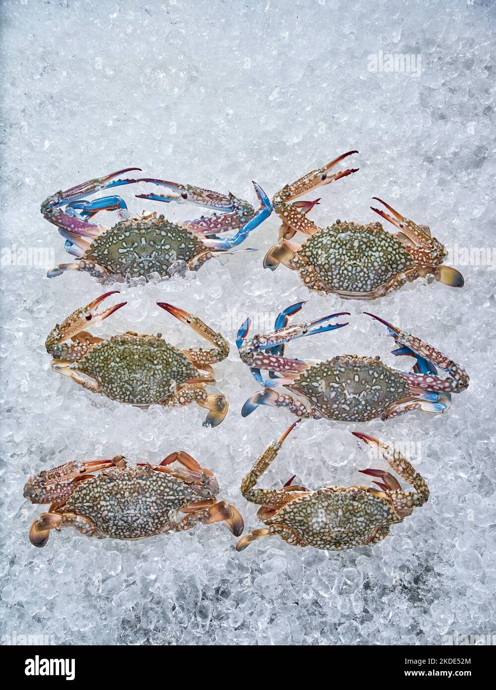 Colorful blue crabs on the ice in the market Stock Photo - Alamy