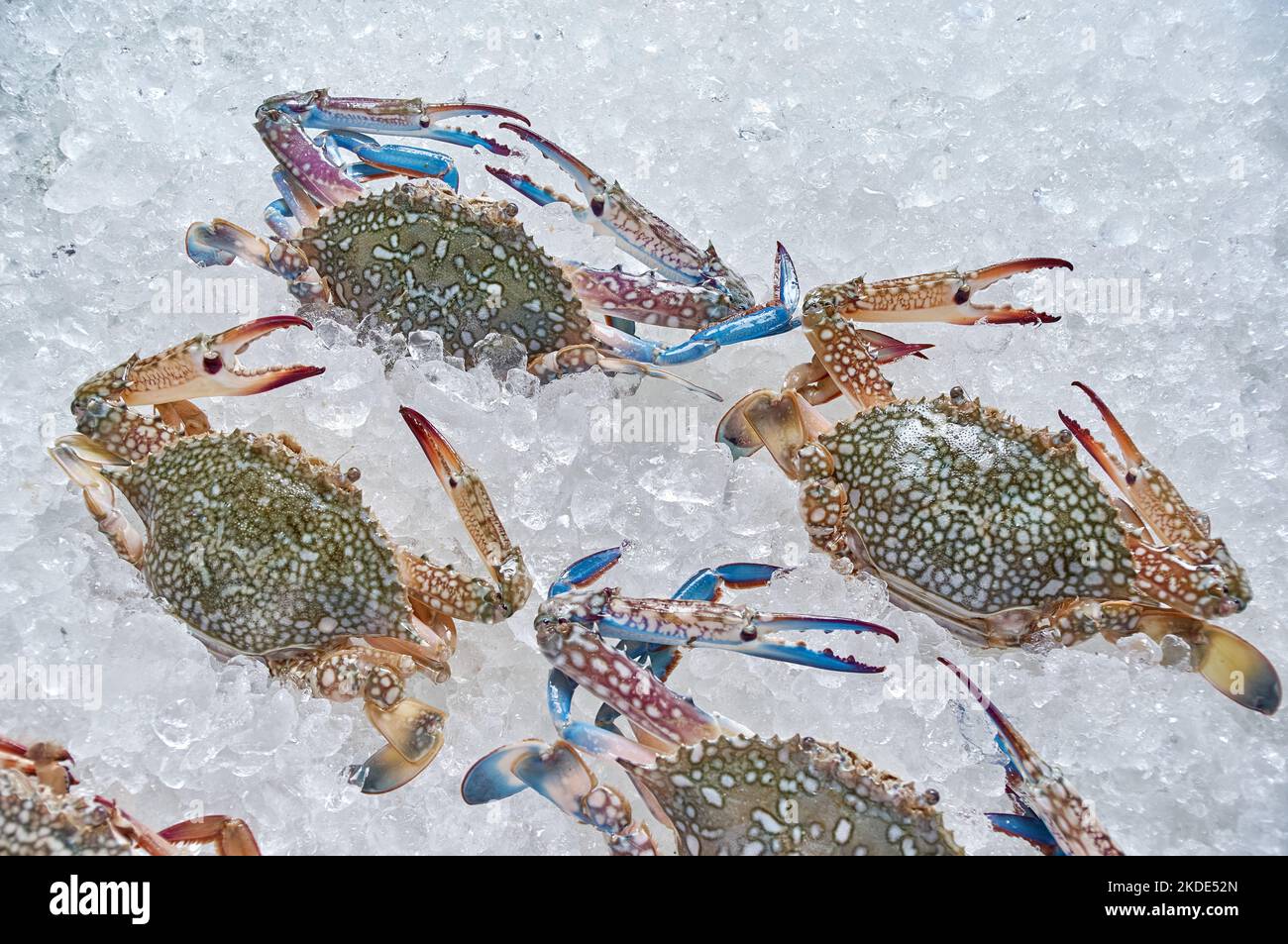 Colorful blue crabs on the ice in the market Stock Photo - Alamy
