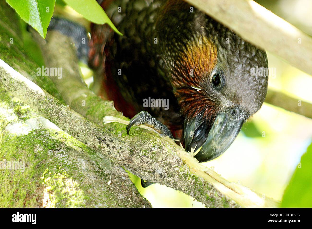 NZ bush parrot (Nestor meridionalis) feeding Stock Photo - Alamy
