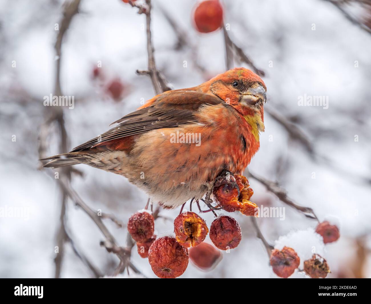 Red Crossbill male sitting on the tree branch and eats wild apple ...