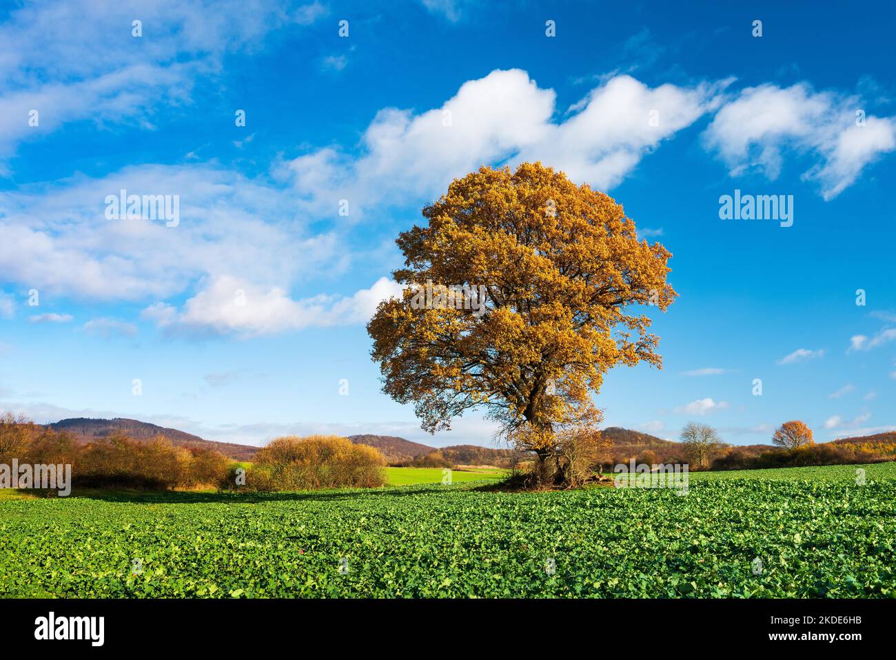 Solitary oak tree (Quercus) in autumn, field with rape winter seed ...
