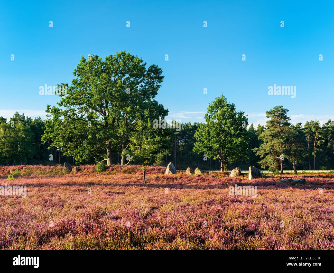 Typical heath landscape with flowering heather and megalithic tomb ...
