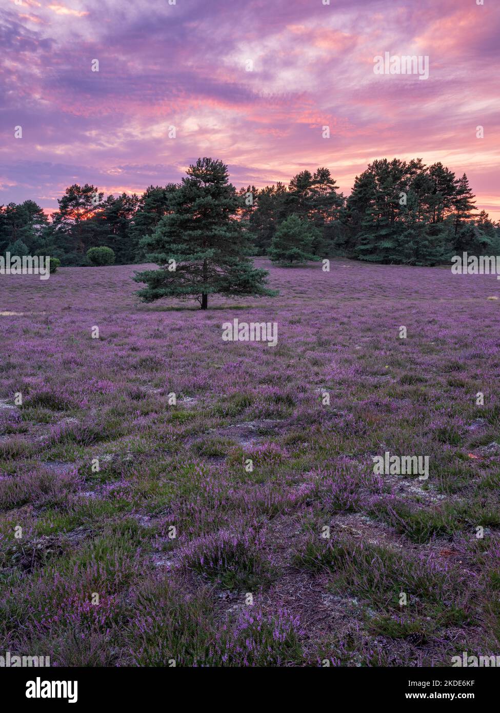 Typical heath landscape with flowering heather at dawn, Lueneburg Heath ...