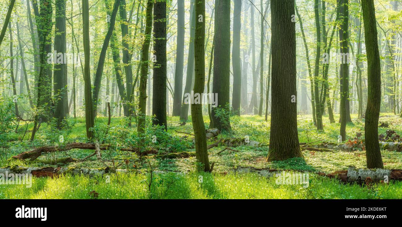 Natural deciduous forest of oaks and beeches in early spring, fresh ...