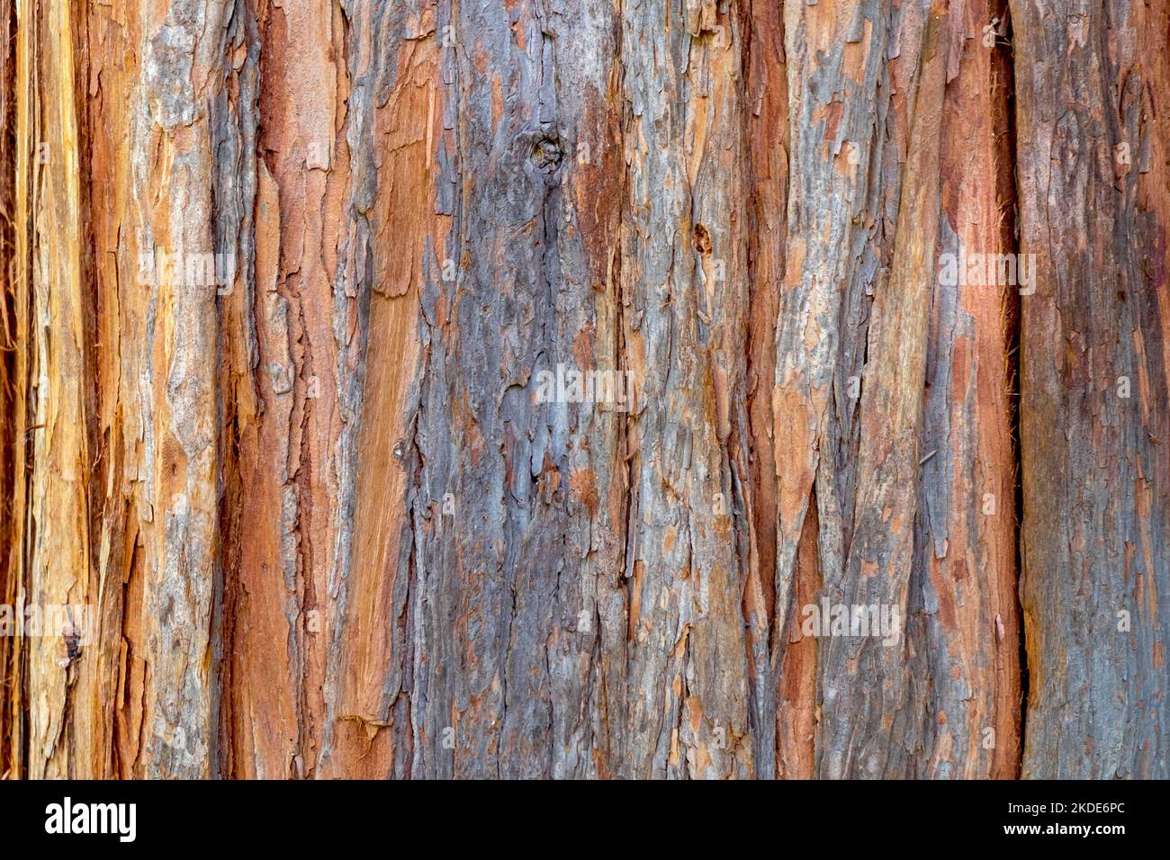 Tree bark, Structures, Background, Texture, Germany Stock Photo - Alamy