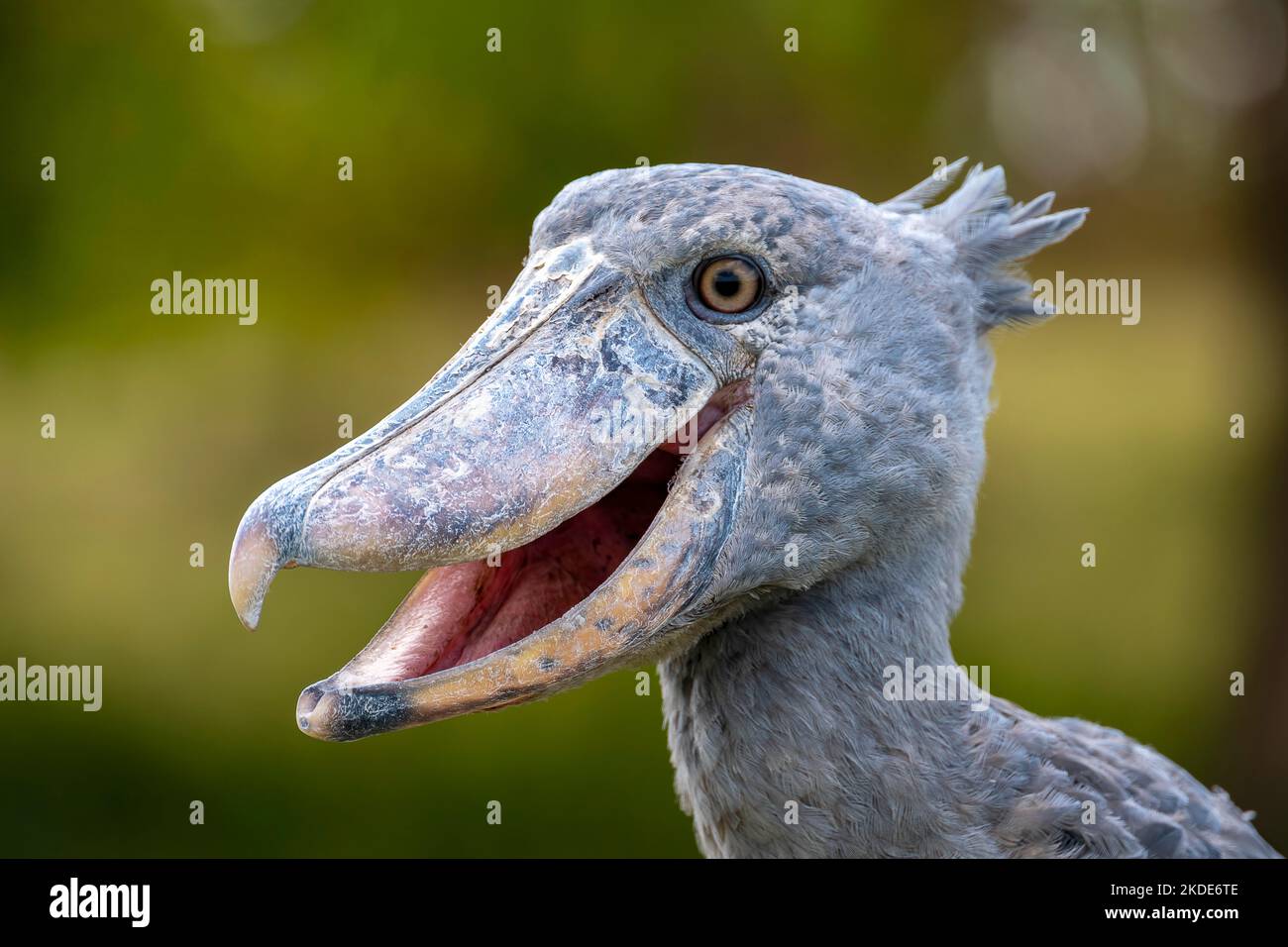 Shoebill (Balaeniceps rex), also Abu Markub, animal portrait, Bangweulu ...