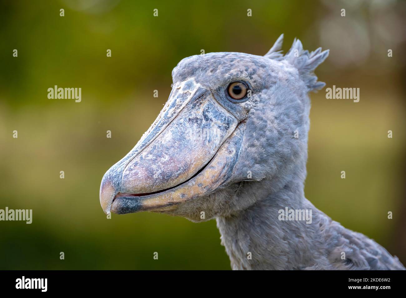Shoebill (Balaeniceps rex), also Abu Markub, animal portrait, Bangweulu ...