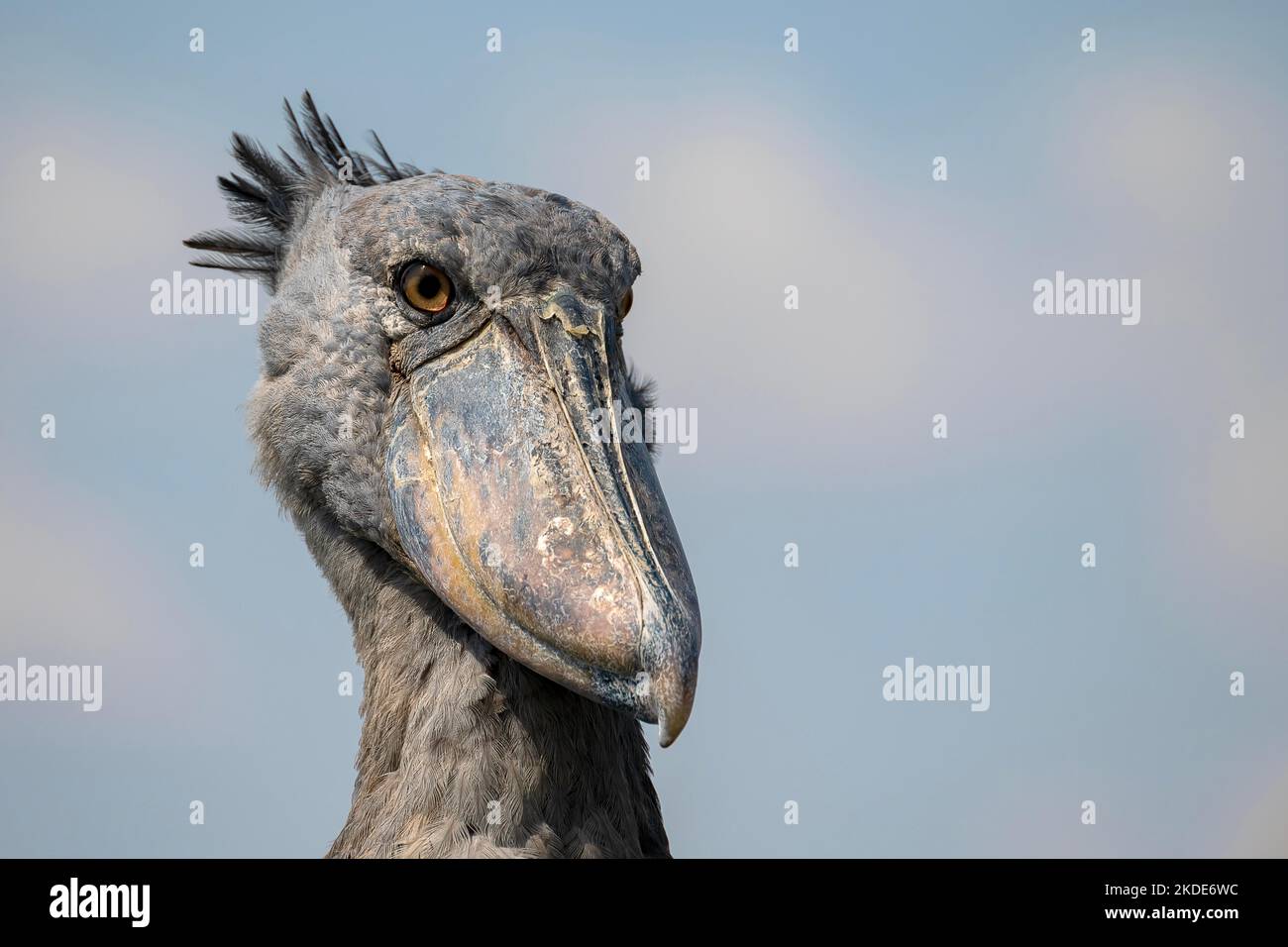 Shoebill (Balaeniceps rex), also Abu Markub, animal portrait, Bangweulu ...