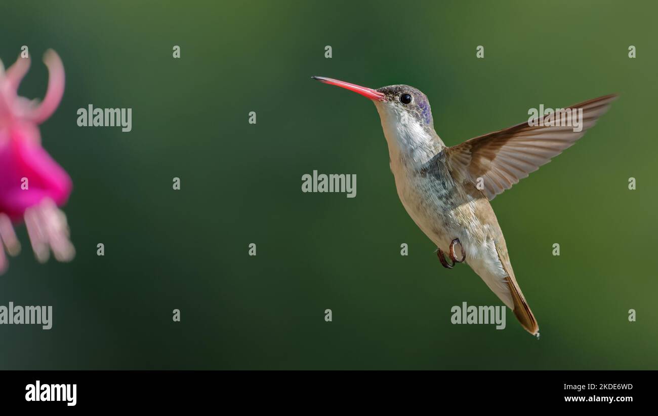Violet-crowned hummingbird (Amazilia violiceps), State of Jalisco ...