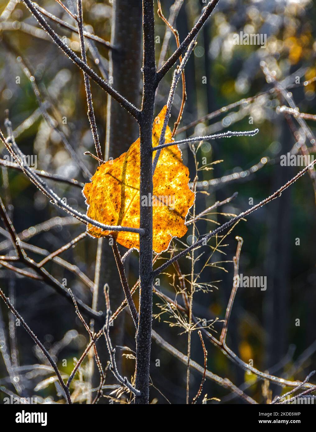 Last yellow leaves in late autumn Stock Photo - Alamy