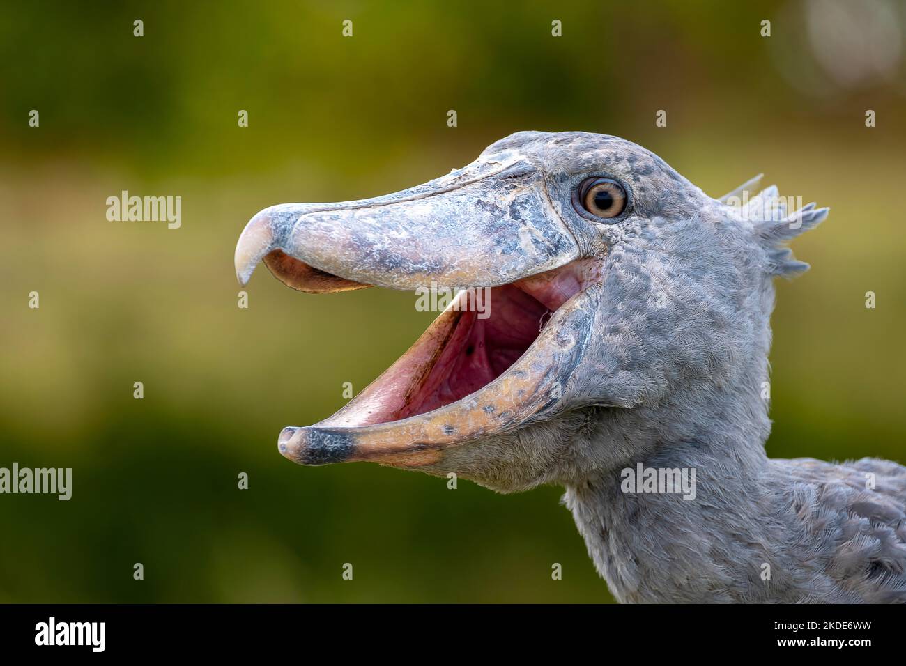 Shoebill (Balaeniceps rex), also Abu Markub, animal portrait, Bangweulu ...
