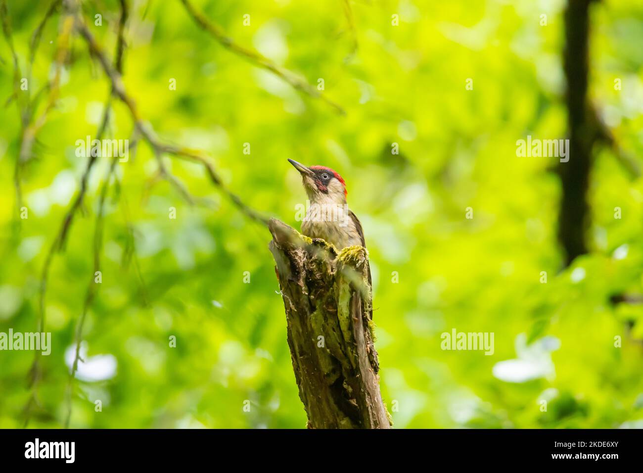 European green woodpecker (Picus viridis) male, Germany Stock Photo - Alamy