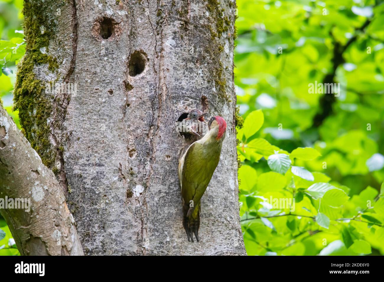 European green woodpecker (Picus viridis) male feeding the young from ...