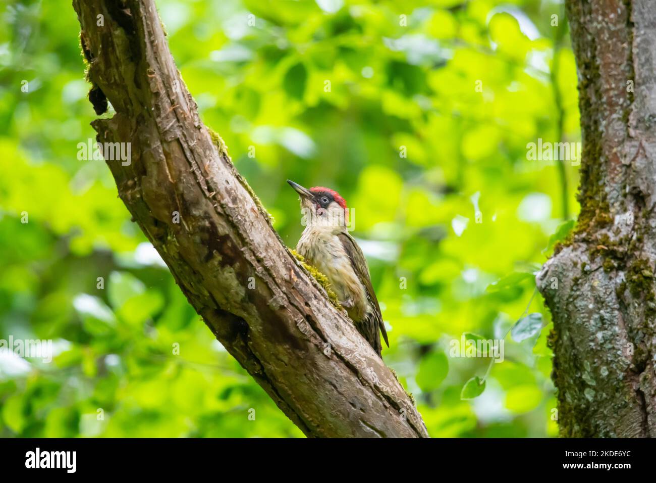 European green woodpecker (Picus viridis) male, Germany Stock Photo - Alamy