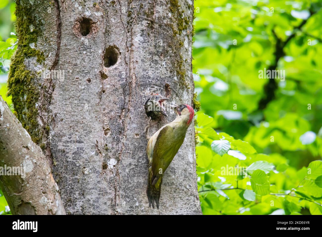 European green woodpecker (Picus viridis) male feeding the young from ...