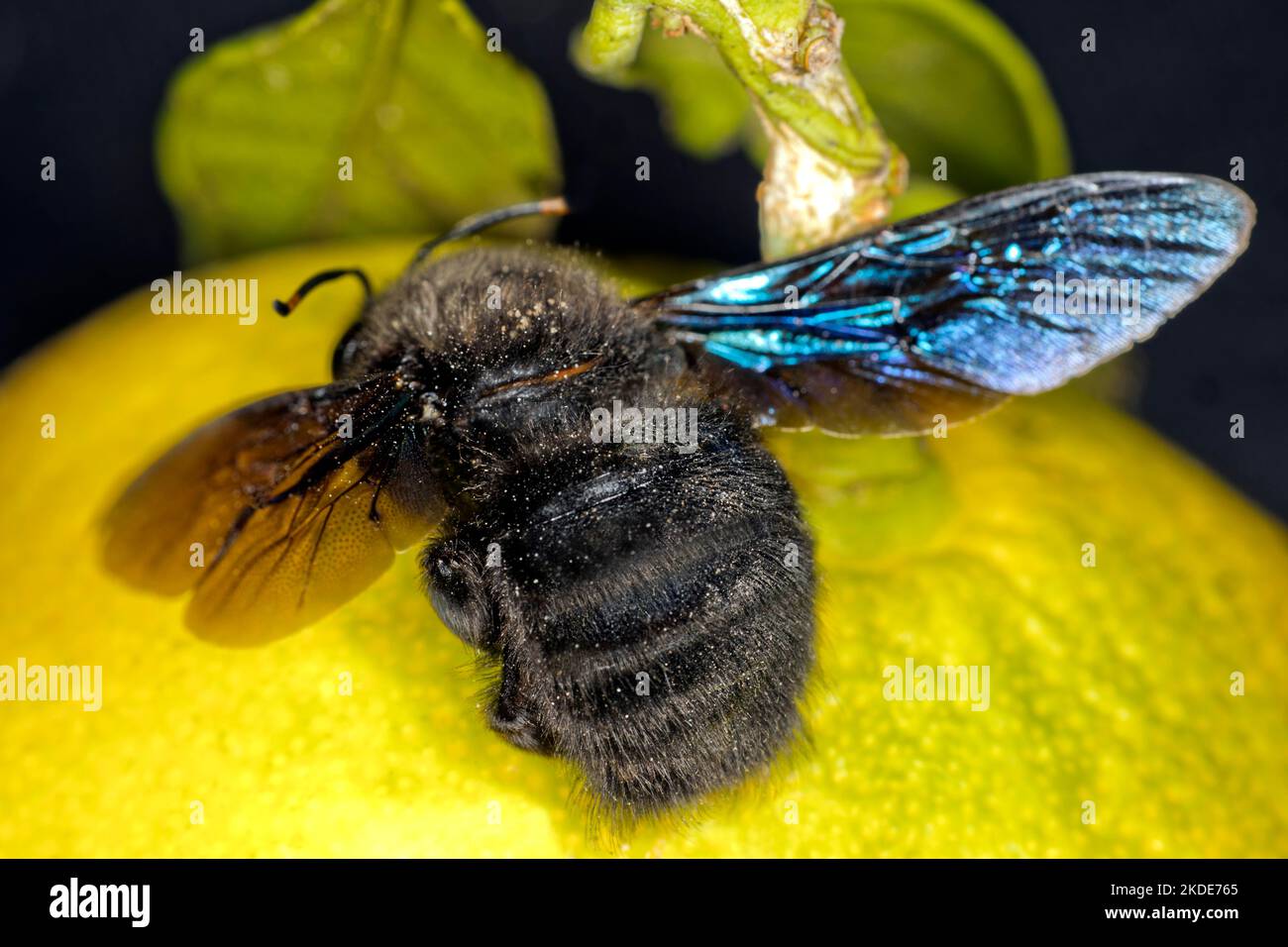 Blue carpenter bee (Xylocopa), Saranda, Albania Stock Photo - Alamy