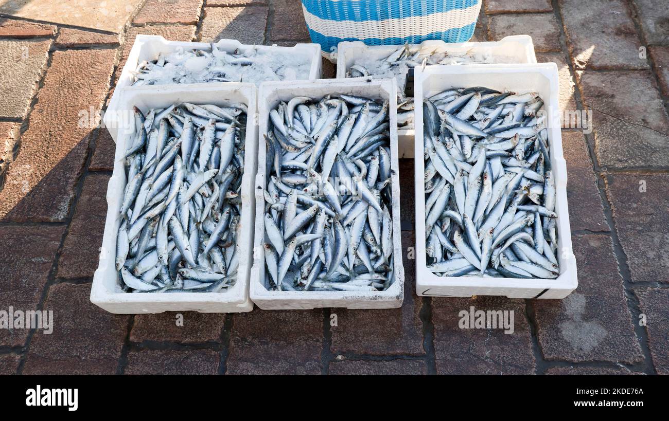 Boxes filled with freshly caught sardines, standing for sale at the ...