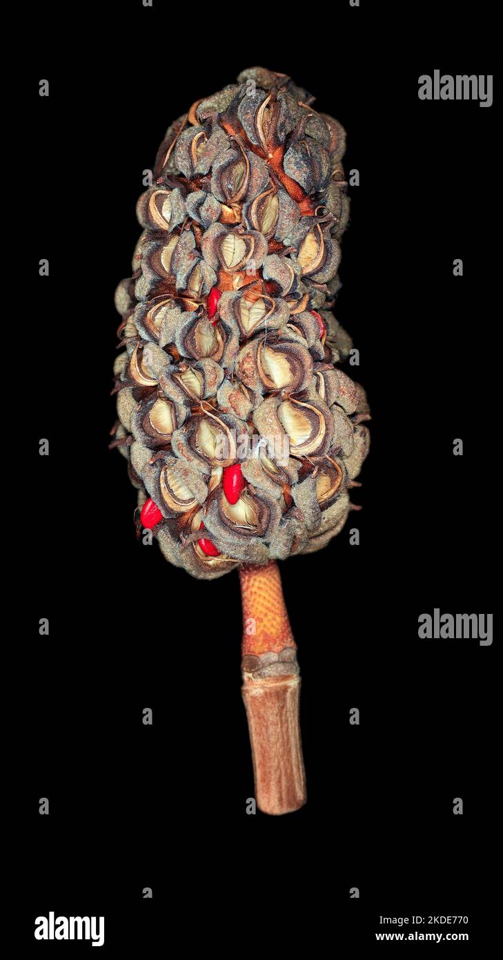 Cones with the red seeds of the southern magnolia (Magnolia grandiflora ...