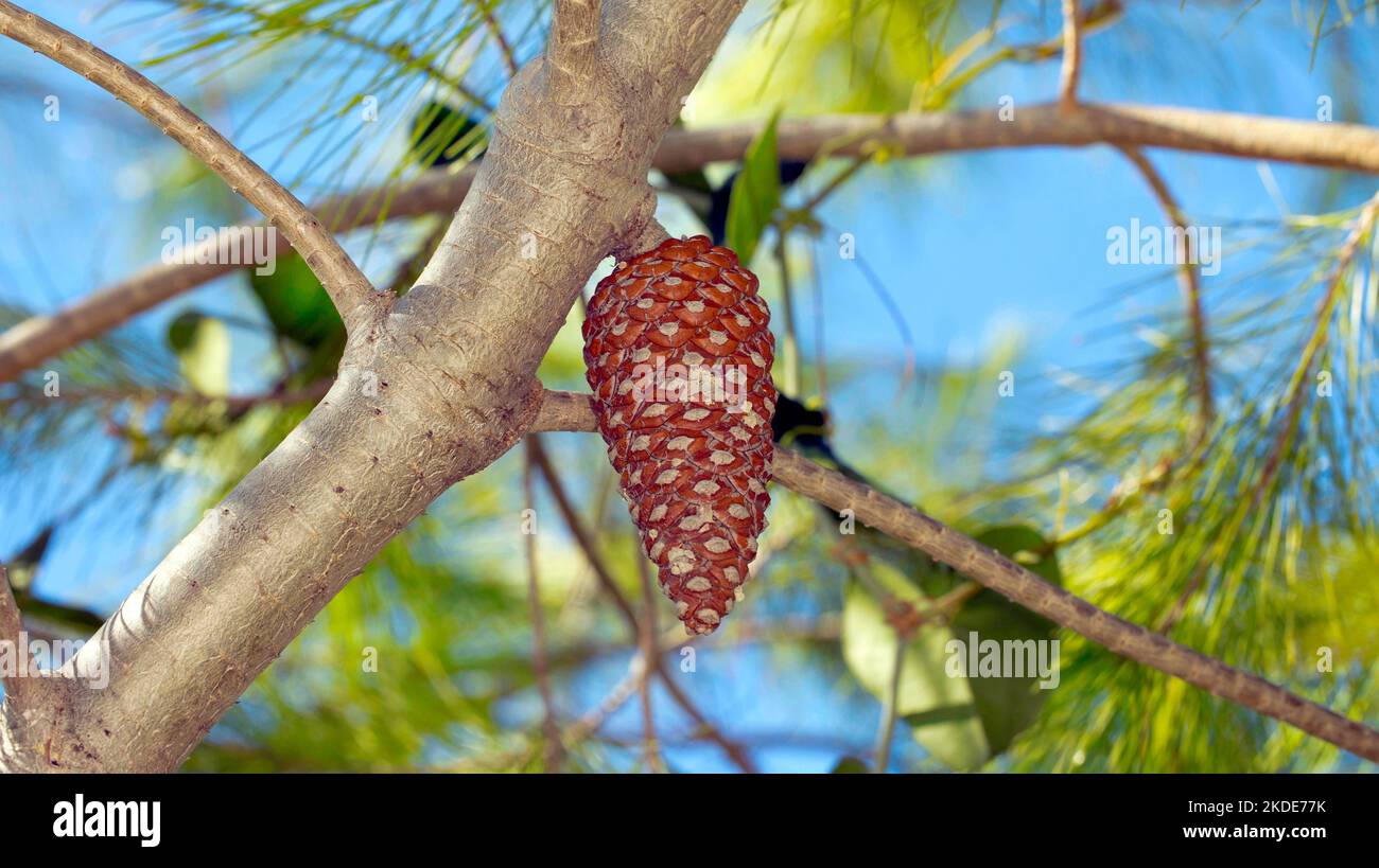 Pine cone hanging from tree branch, Saranda, Albania Stock Photo - Alamy