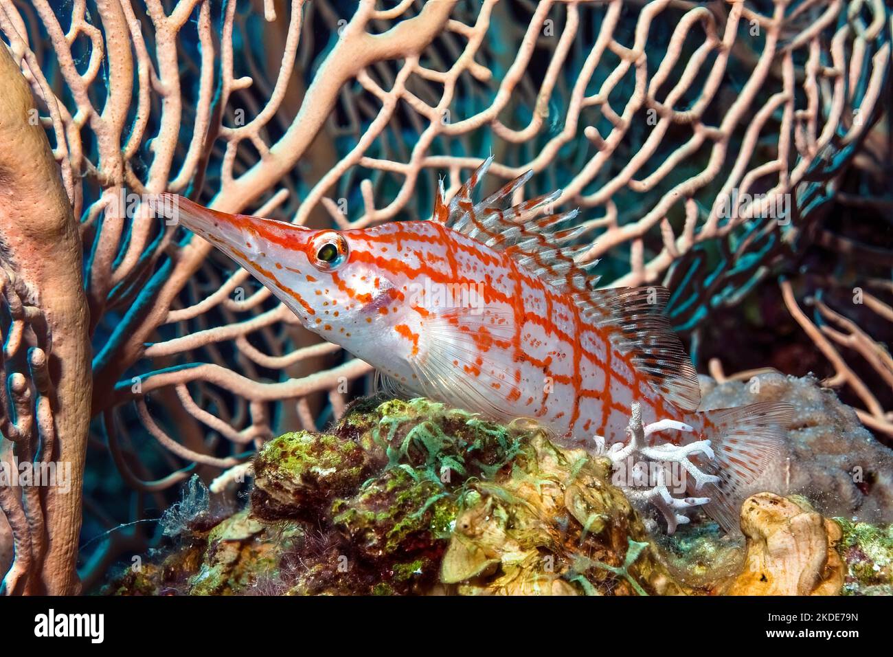 Red giant sea fan hi-res stock photography and images - Alamy