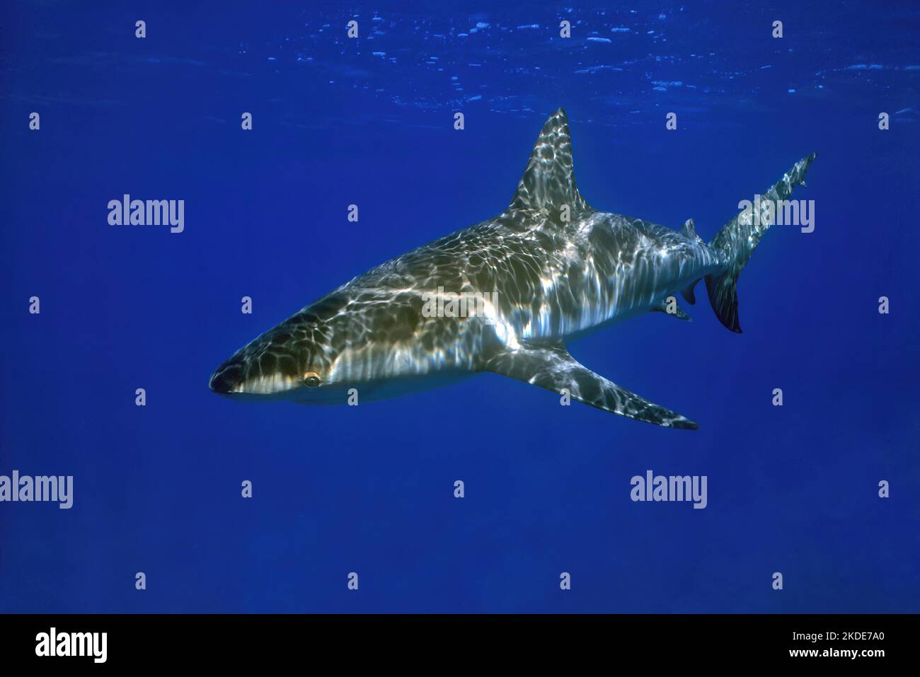 Silky shark (Carcharhinus falciformis) swims just below the sea surface ...