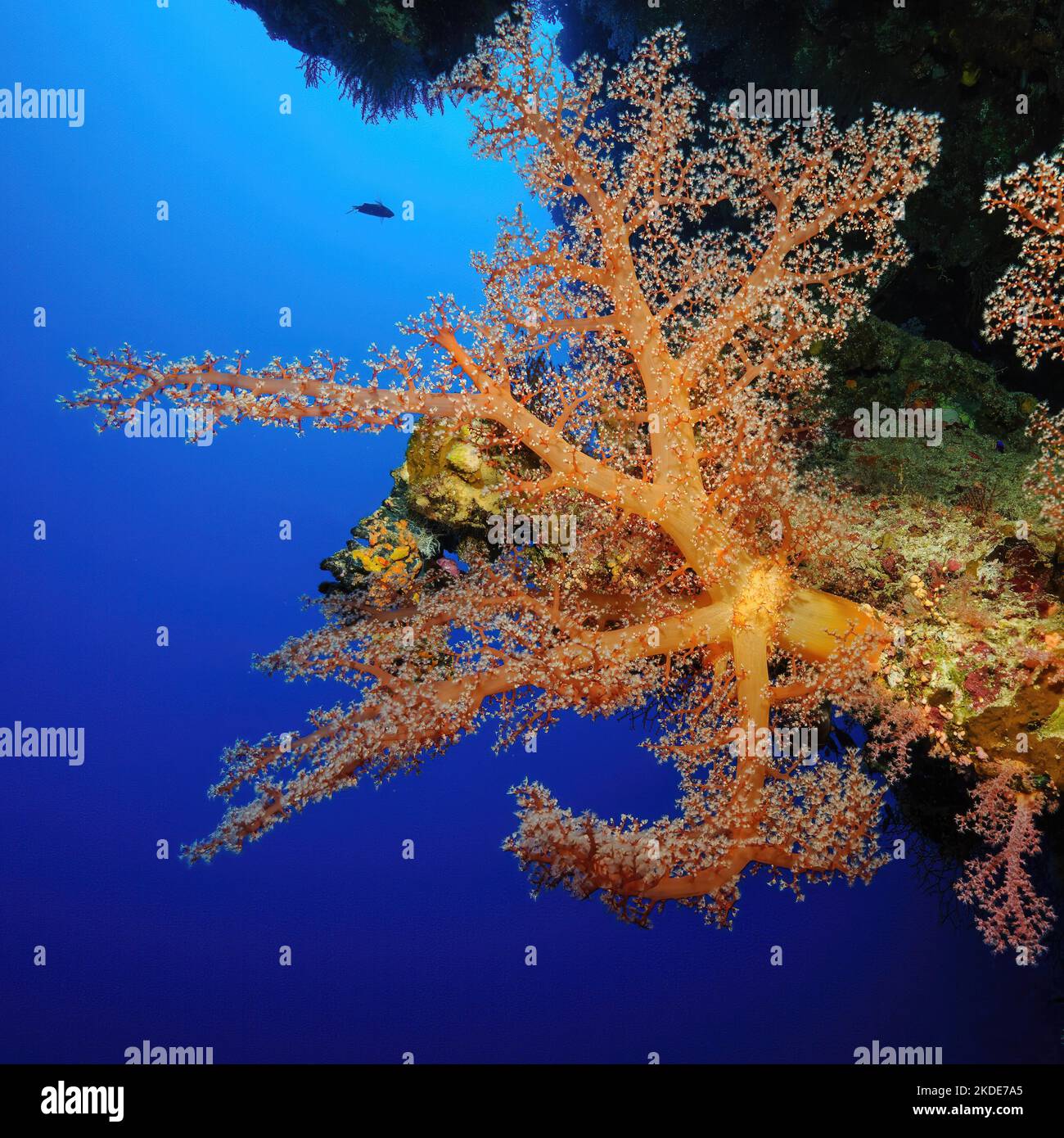 Soft coral (Dendronephthya) on steep wall of coral reef, Gulf of Aqaba ...