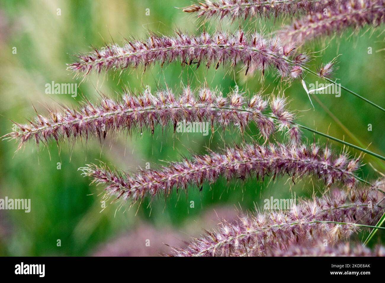 Fountain Grass, Pennisetum orientale "Karley Rose", Flower heads ...