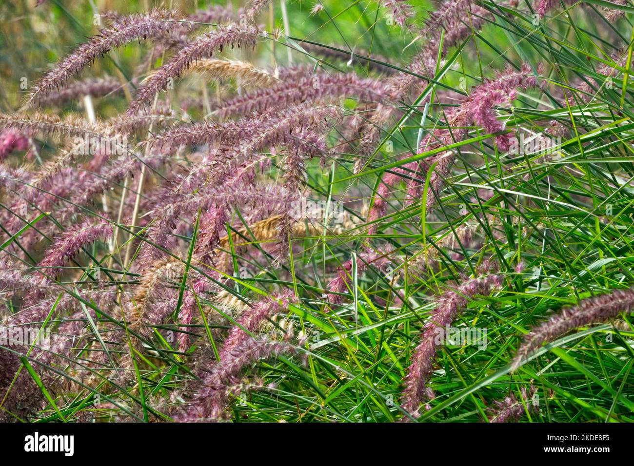 Oriental Fountain Grass, Garden, Fountain Grass, Flower heads, Cultivar ...