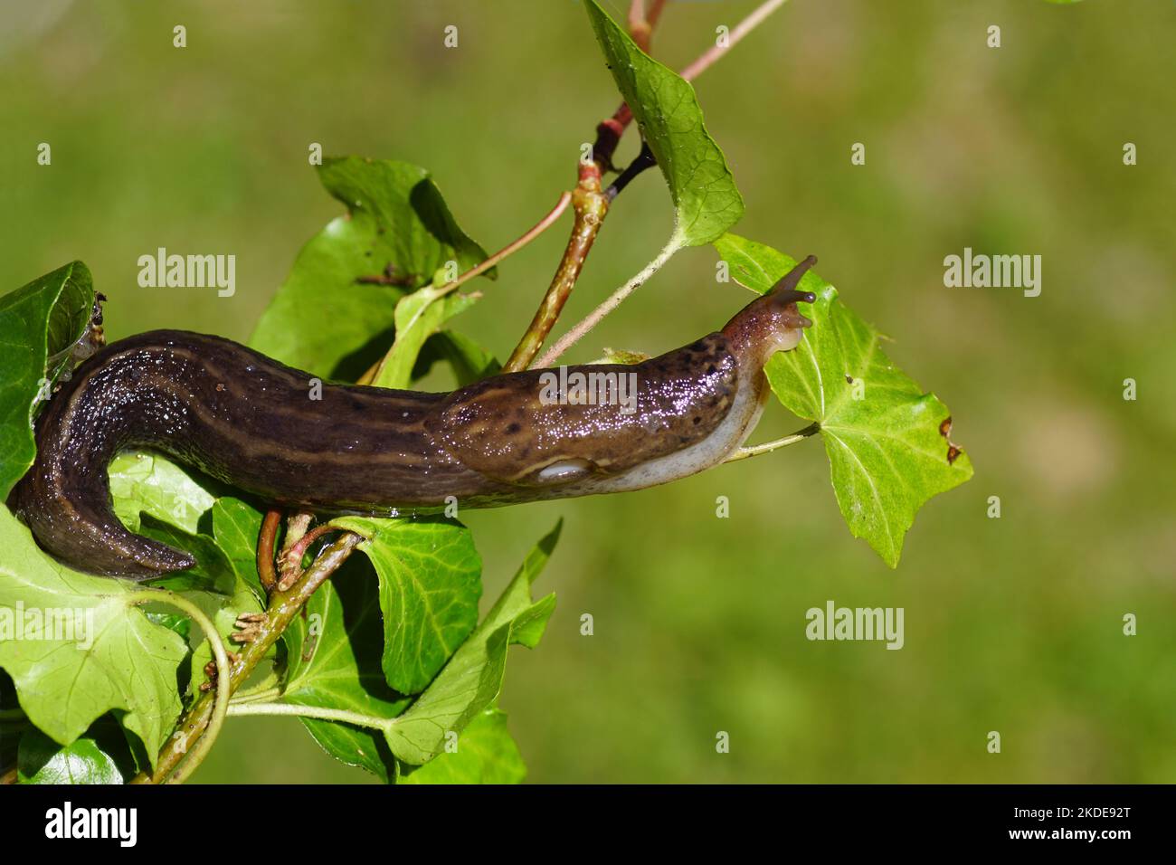 Great gray slug, leopard slug (Limax maximus), family Limacidae ...