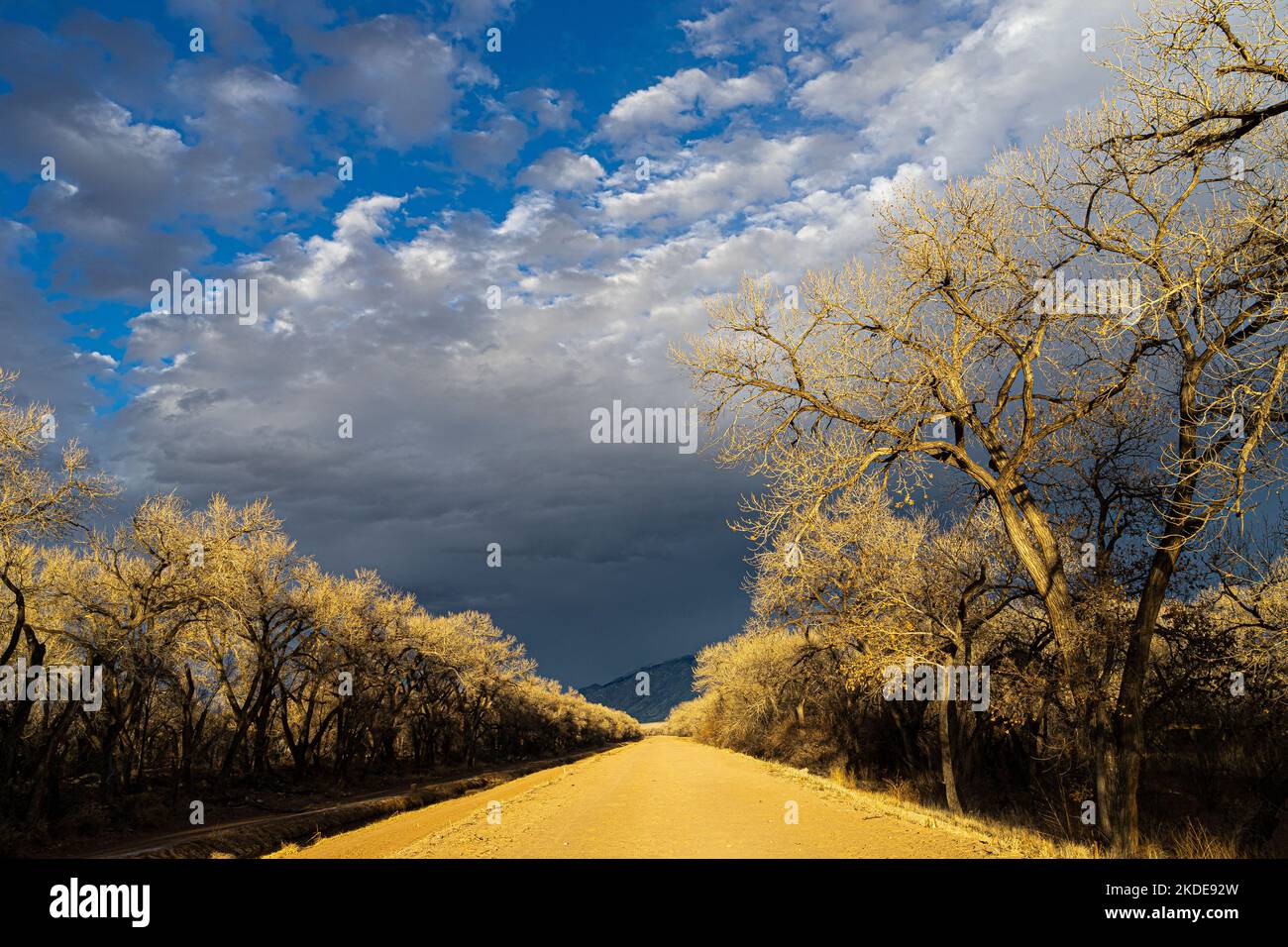 Rio grande bosque hi-res stock photography and images - Alamy