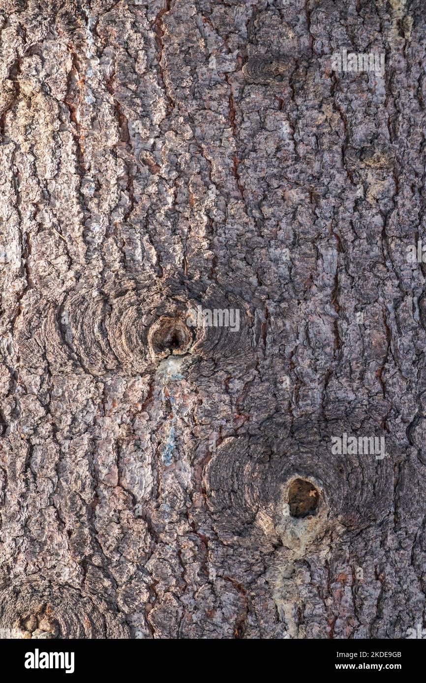 Bark texture and background of a old fir tree trunk. Detailed bark ...