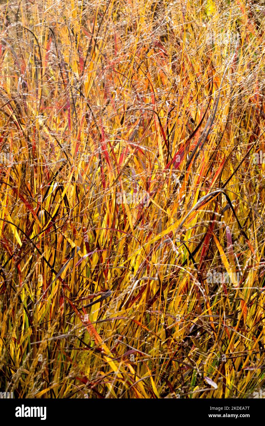 Autumn, Panic grass, "Kurt Bluemel" Panicum virgatum, Hardy, Cultivar ...