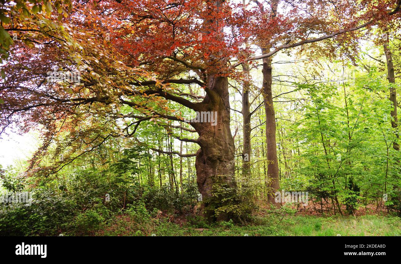 The forest of the Royal Estate De Horsten is worth seeing and has been ...