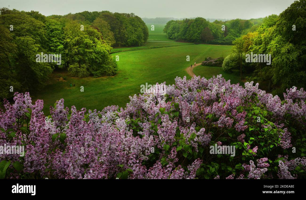The forest of the Royal Estate De Horsten is worth seeing and has been ...