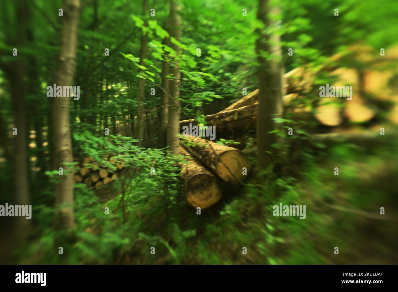 Forest damage in the Sauerland region has caused about 40 % of the ...