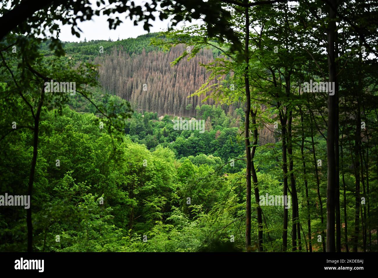 Forest damage in the Sauerland region has caused about 40 % of the ...
