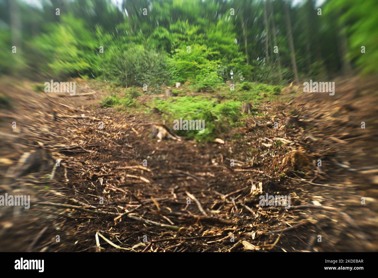 Forest damage in the Sauerland region has caused about 40 % of the ...