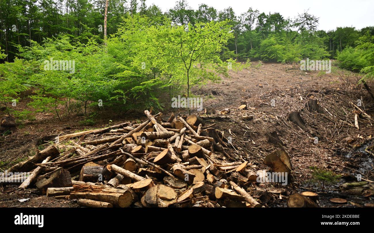 Forest damage in the Sauerland region has caused about 40 % of the ...