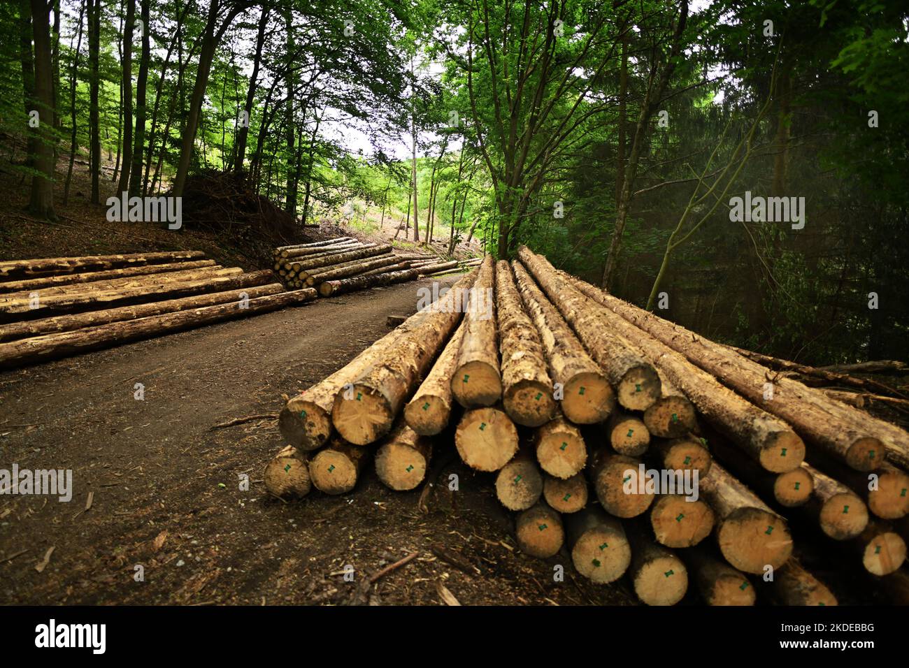 Forest damage in the Sauerland region has caused about 40 % of the ...
