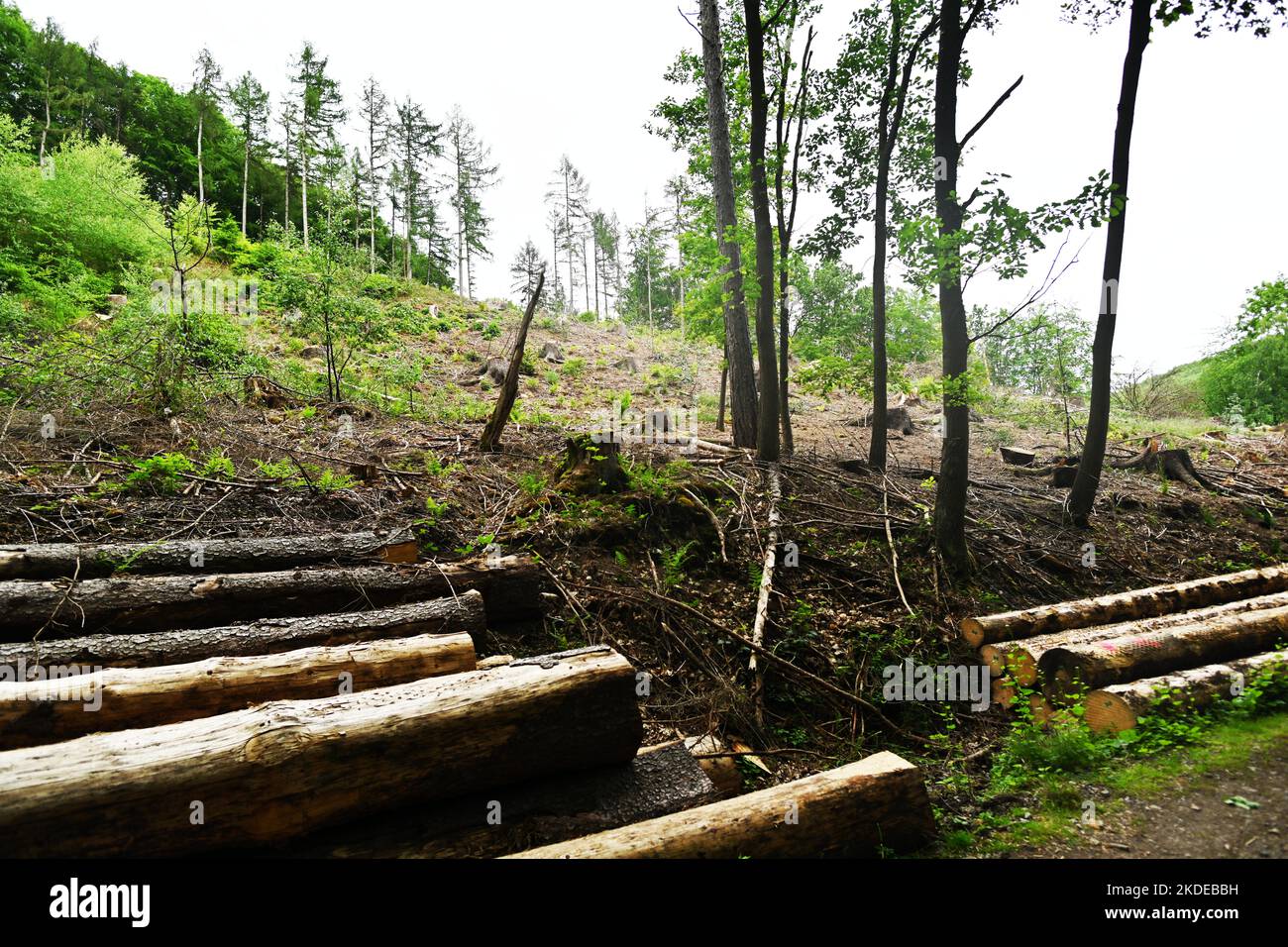 Forest damage in the Sauerland region has caused about 40 % of the ...