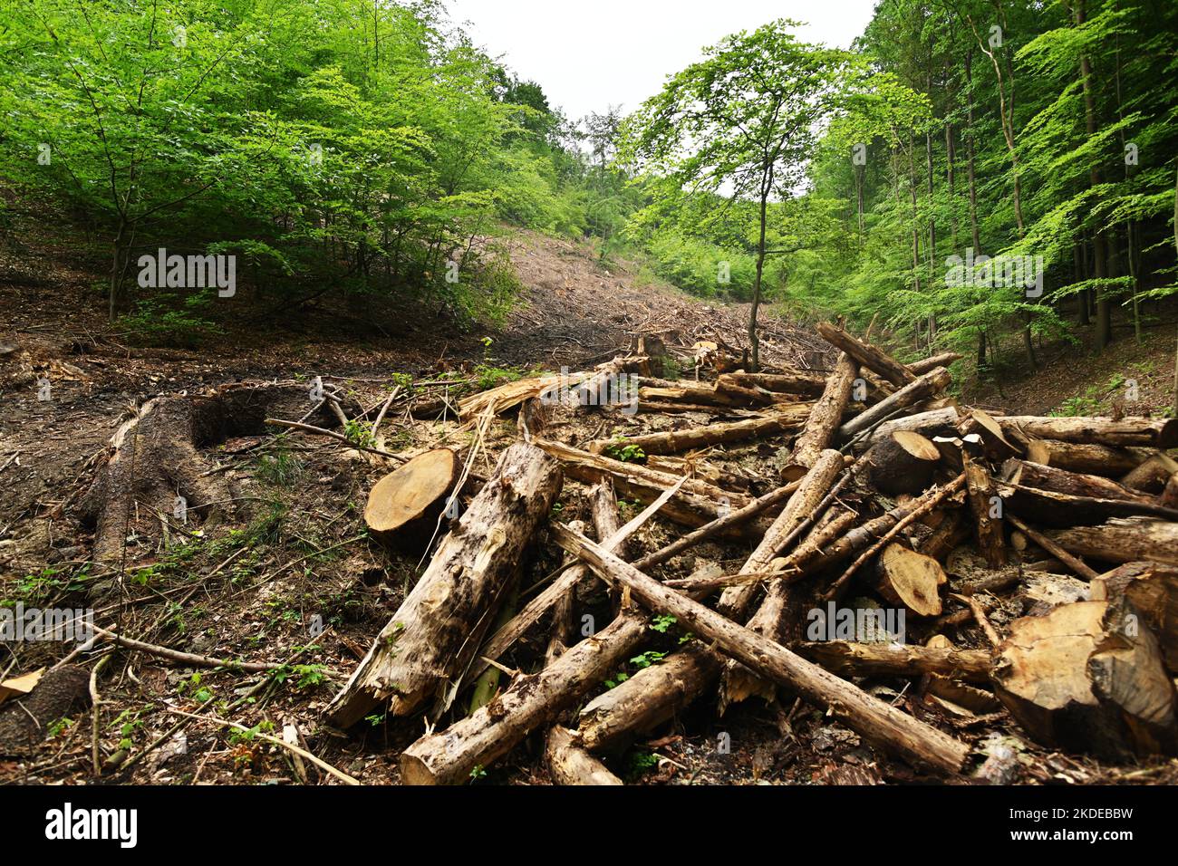 Forest damage in the Sauerland region has caused about 40 % of the ...
