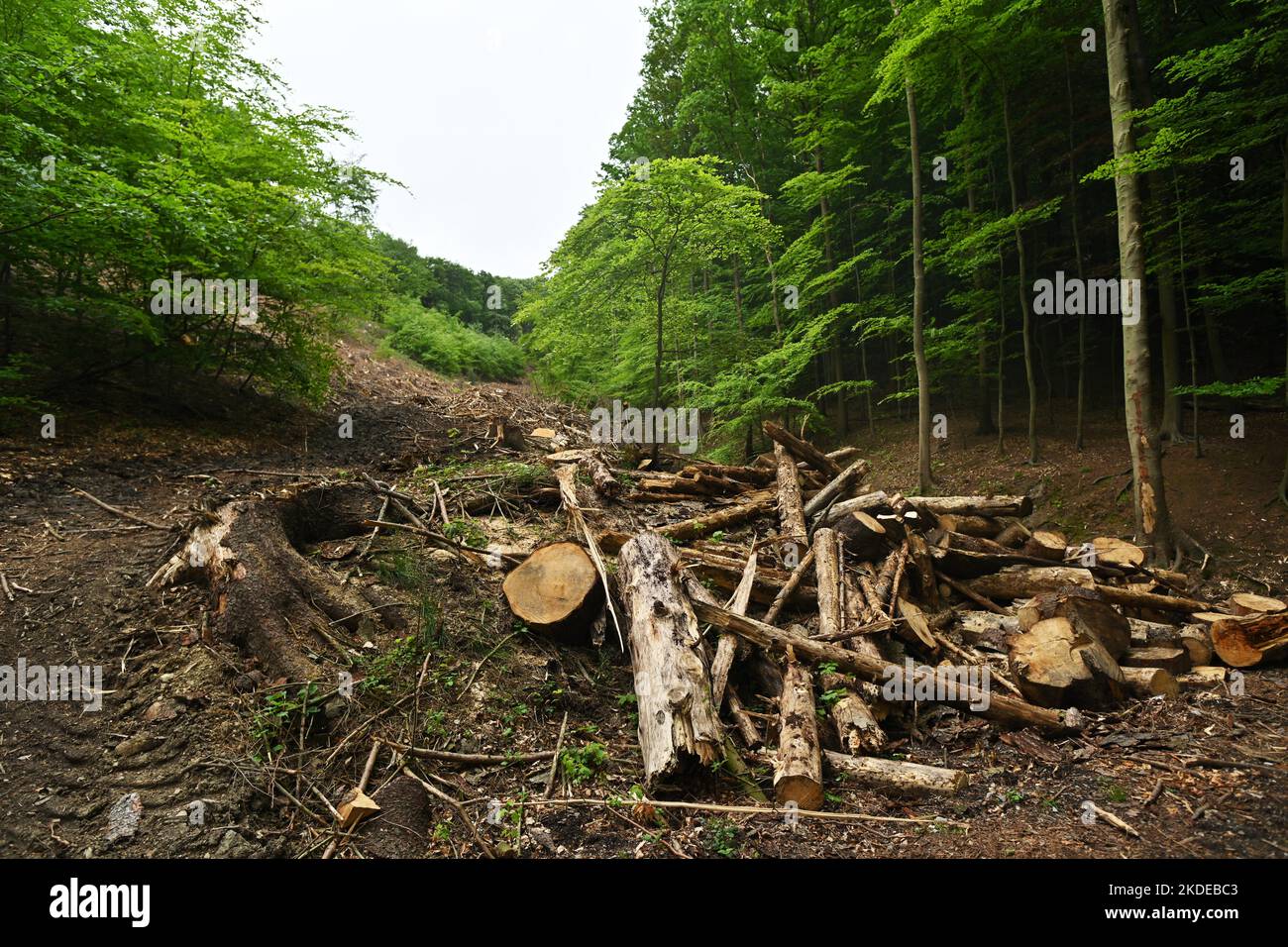 Forest damage in the Sauerland region has caused about 40 % of the ...