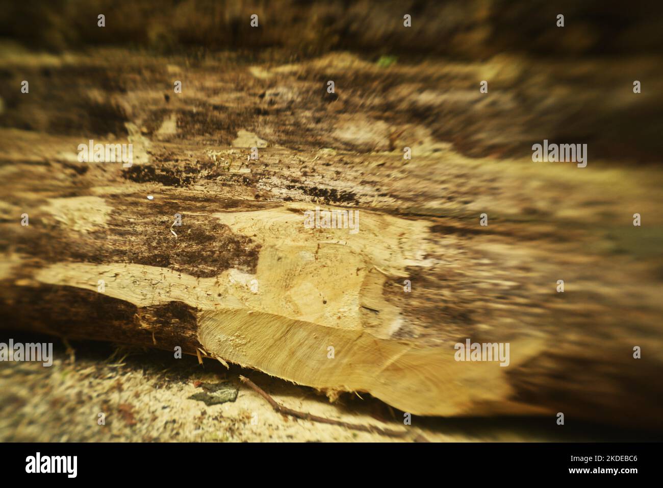 Forest damage in the Sauerland region has caused about 40 % of the ...