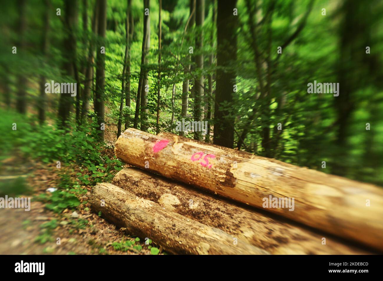 Forest damage in the Sauerland region has caused about 40 % of the ...