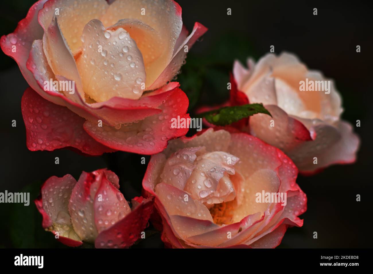 Garden roses after a rain in the front garden, Germany Stock Photo - Alamy