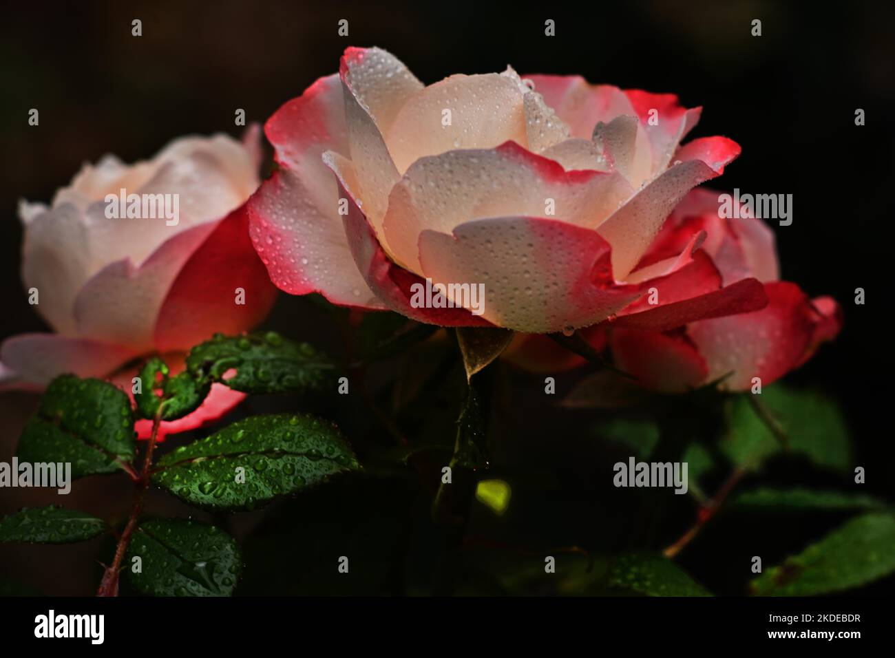Garden roses after a rain in the front garden, Germany Stock Photo - Alamy