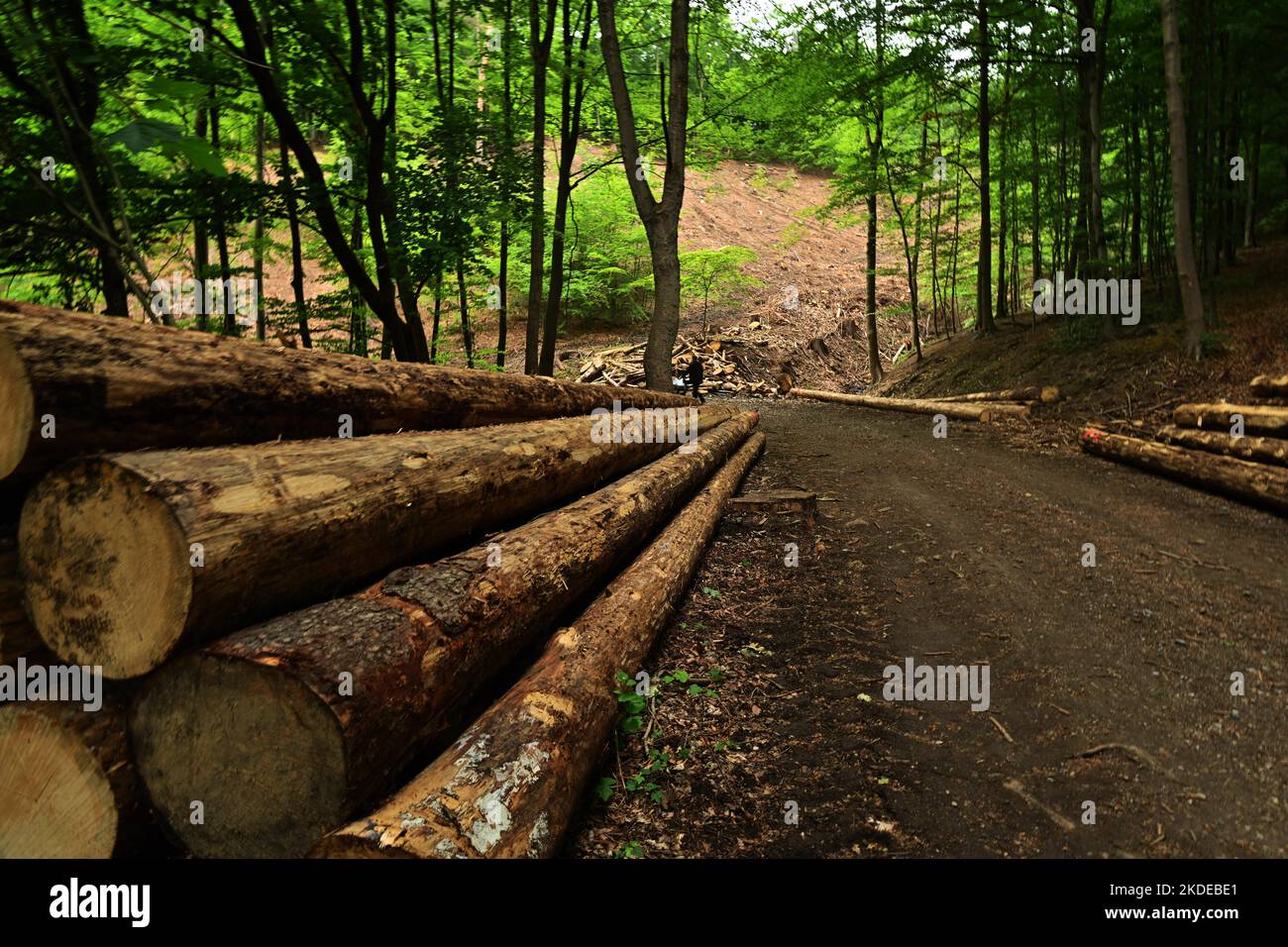 Forest damage in the Sauerland region has caused about 40 % of the ...