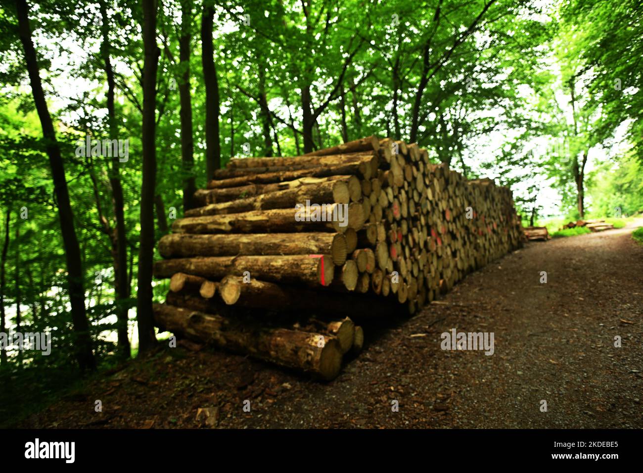 Forest damage in the Sauerland region has caused about 40 % of the ...
